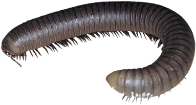 Download Millipede - Millipede Png PNG Image with No Background ...
