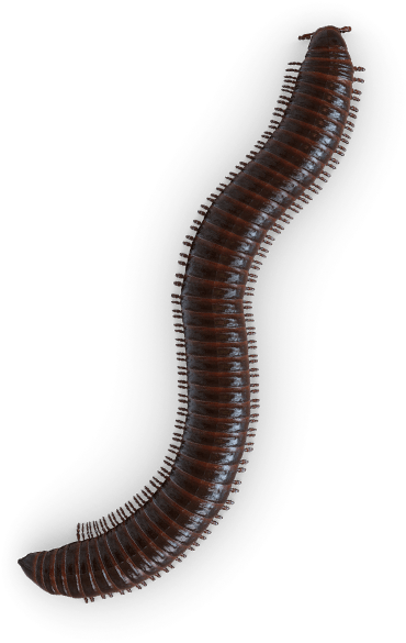 Download Millipede Png PNG Image with No Background - PNGkey.com