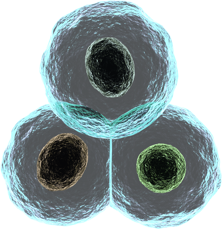 201710 Cells - Wikimedia Commons - Free Transparent PNG Download - PNGkey
