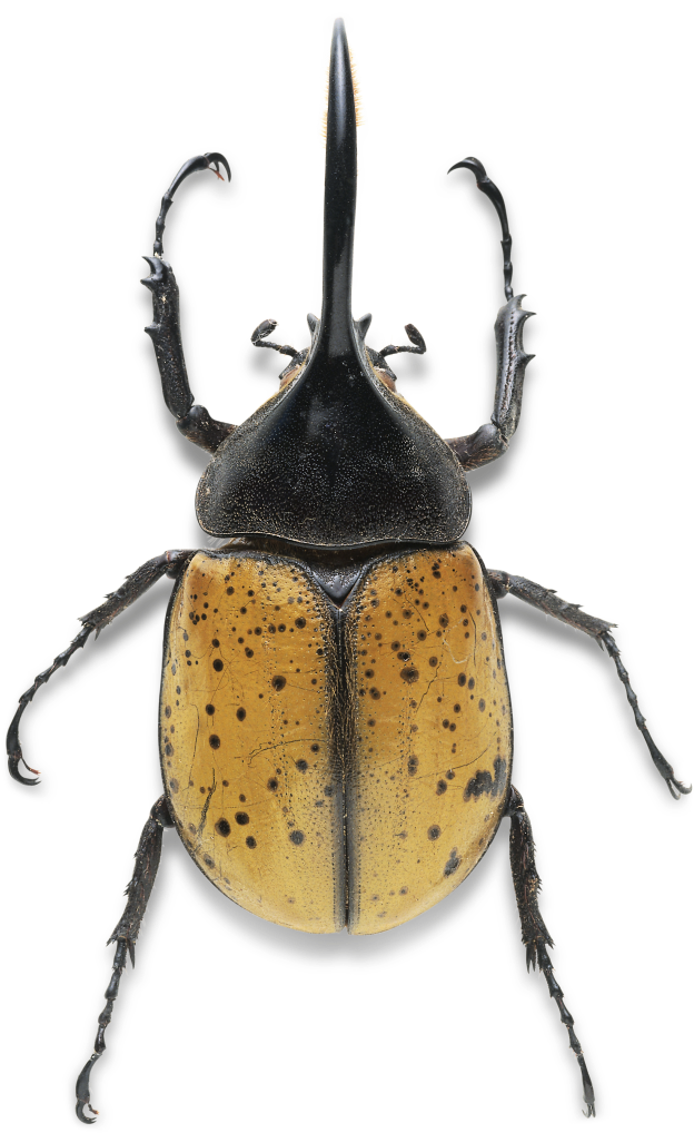 Hercules Beetle Rhino Beetle, Beetle Bug, Small Animals, - Beetle Legs ...