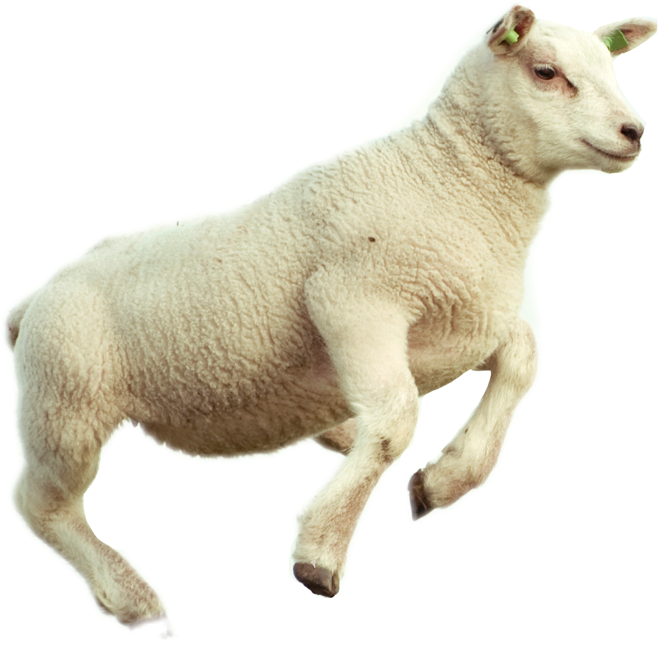 Download Lamb Png PNG Image with No Background - PNGkey.com