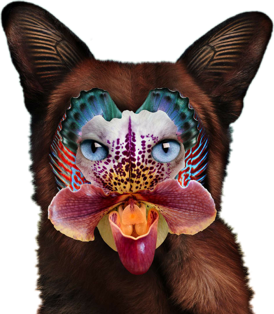 Download Seafox - Galantis No Money Cat PNG Image with No Background ...