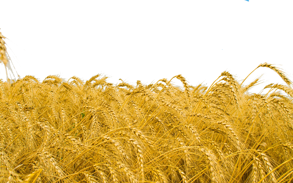 Download Wheat Field Png - High Resolution Wheat Field PNG Image with ...