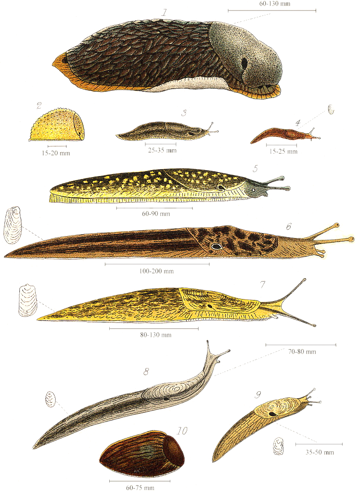 Download Slugs 1896 - Slug Meaning In Urdu PNG Image with No Background ...