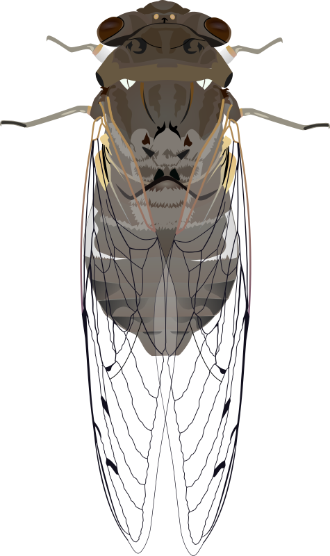 Insect Cicadoidea True Bugs Drawing Image File Formats - Cicada Clipart ...