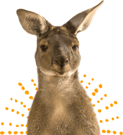 Kangaroo - Free Transparent PNG Download - PNGkey