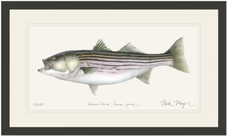 Download Striped Bass, 30 Lbs - Striped Bass Poster PNG Image with No ...