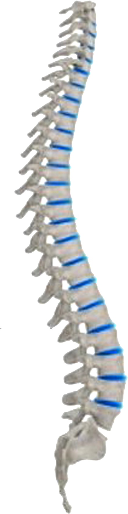 Download Structure Of Spine - Human Spine Png PNG Image with No ...