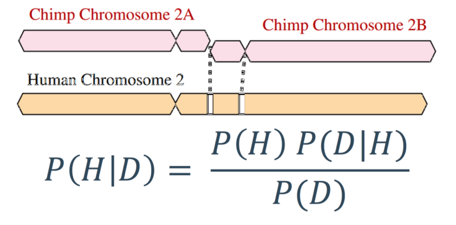 Download Yes, Human Chromosome 2 Fusion Really Is Evidence For - Bayes ...