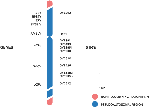 Download Structure Of Y Chromosome PNG Image with No Background ...