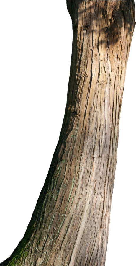 Download Png Tree Trunk Transparent Tree Trunk - Tree Trunk Png PNG ...