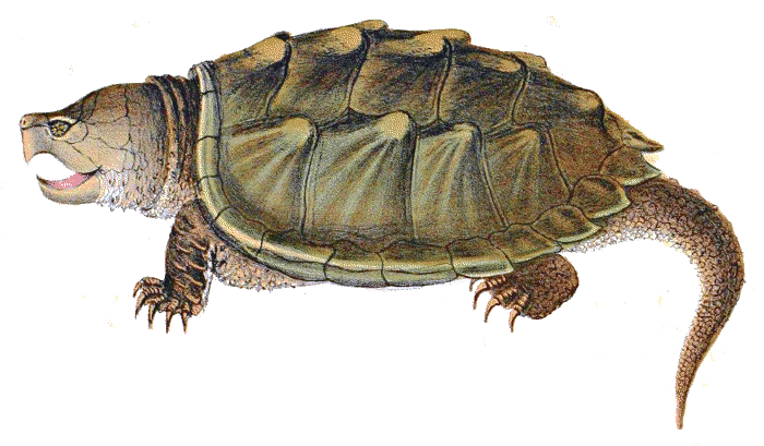 Snapping Turtle Png Image - Snapping Turtle Png - Free Transparent PNG ...