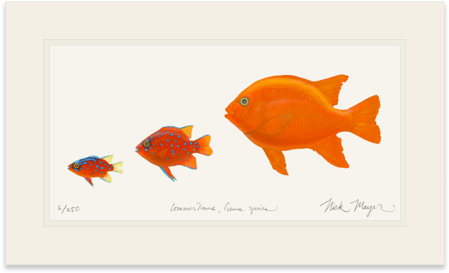 Garibaldi Phases - Garibaldi (fish) - Free Transparent PNG Download ...