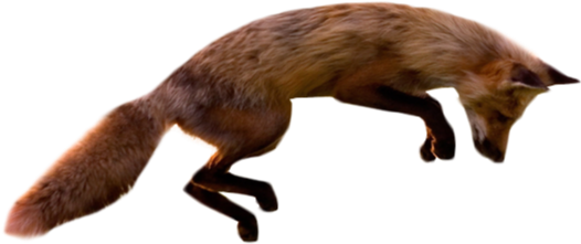 Jumping Fox Transparent Backgrouund - Fox Jumping Png - Free ...