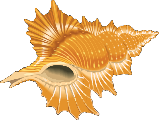 Free Seashell Clip Art - Shells Clipart Png - Free Transparent PNG ...