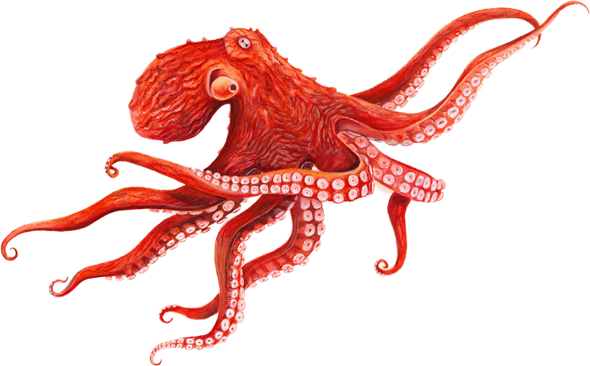Download Octopus Transparent Background - Giant Pacific Octopus Png PNG ...
