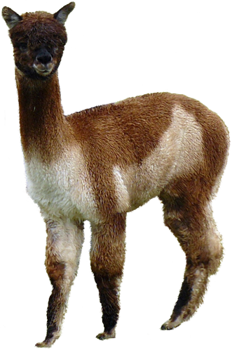 Download Alpaca - Transparent Alpaca PNG Image with No Background ...