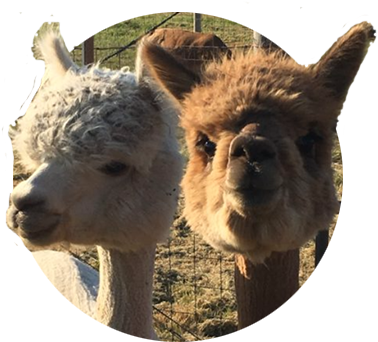 Download Close-up Of Two Curious Alpacas, One Tan And One Reddish ...