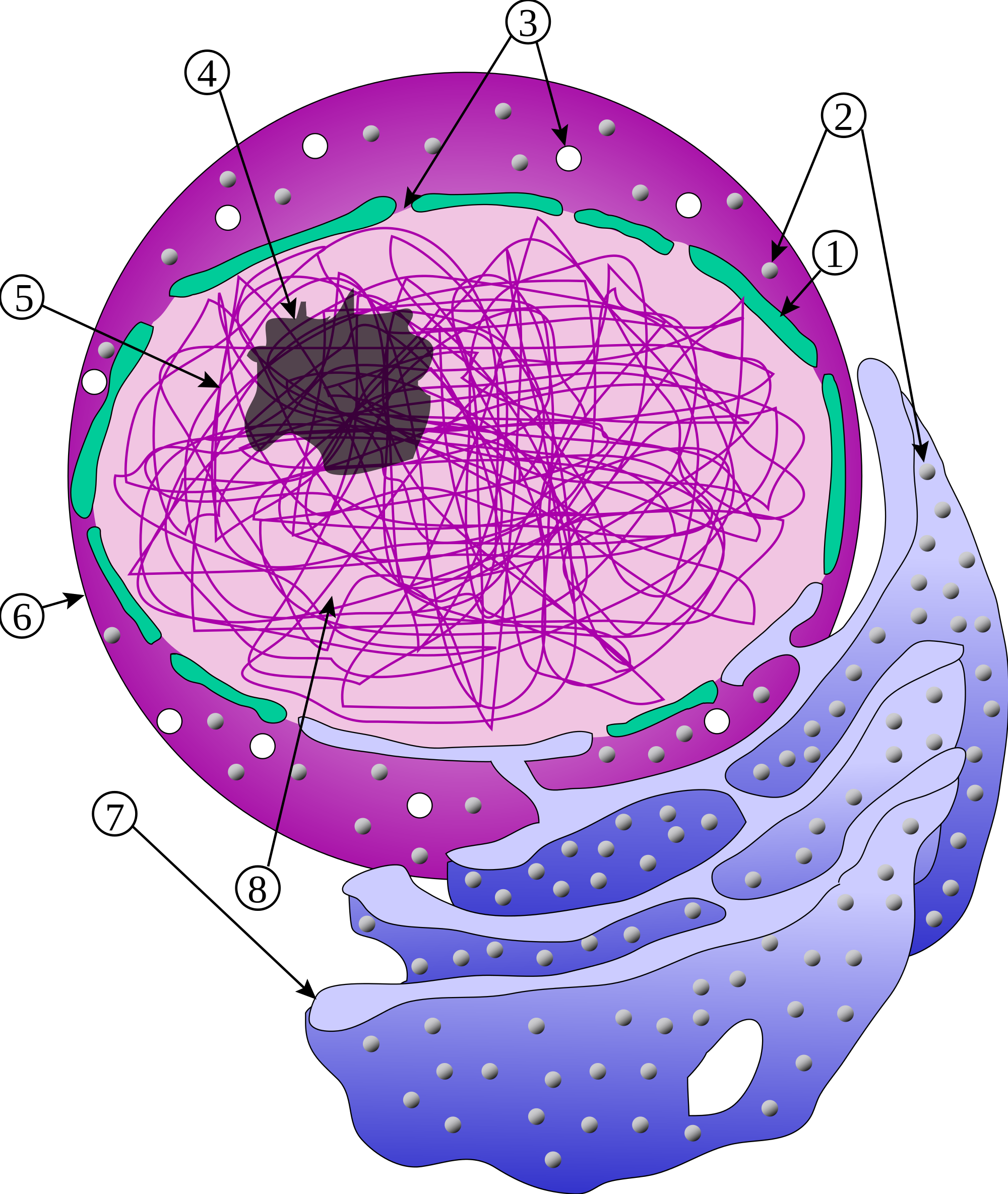 Download Open - Endoplasmic Reticulum Svg PNG Image with No Background ...