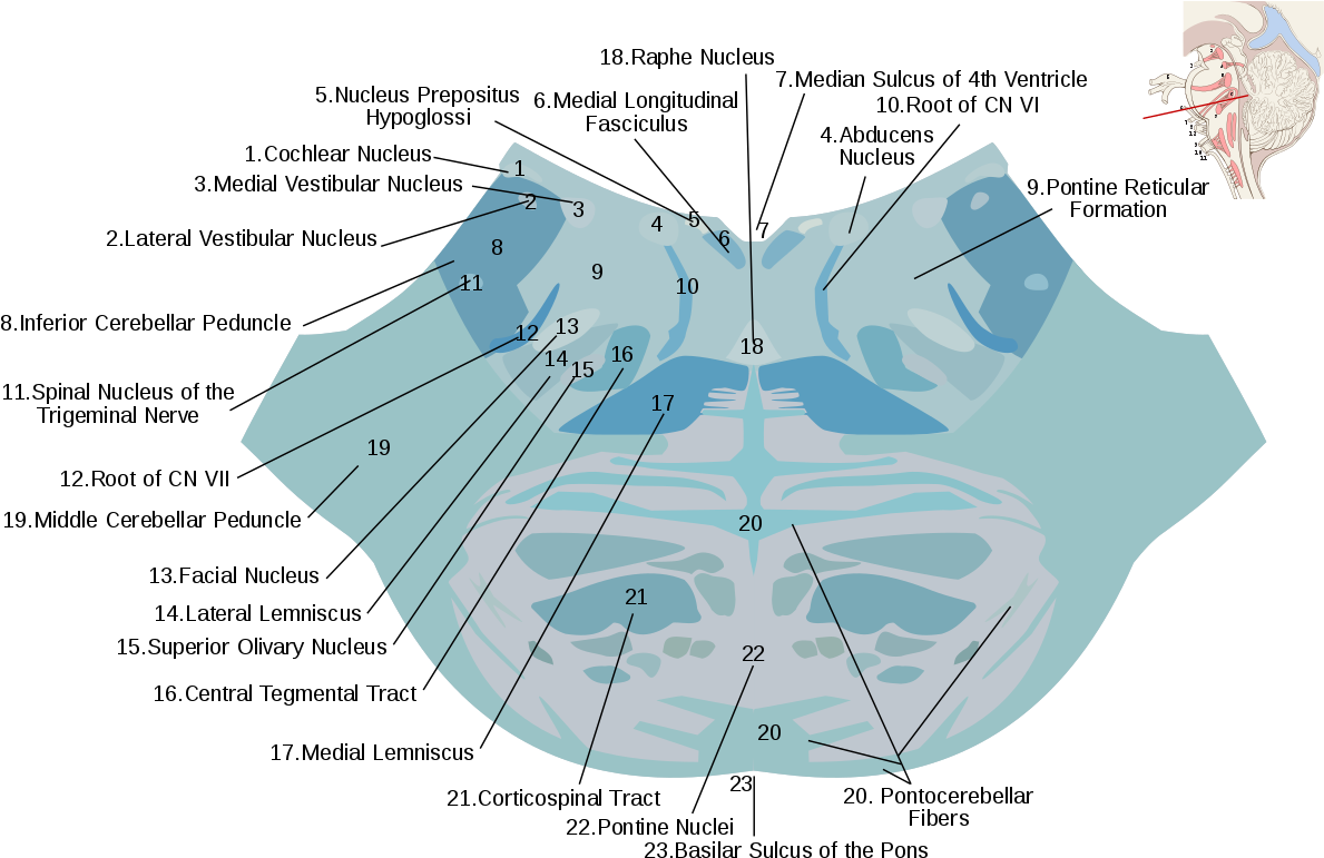 Download Reticular Formation PNG Image with No Background - PNGkey.com