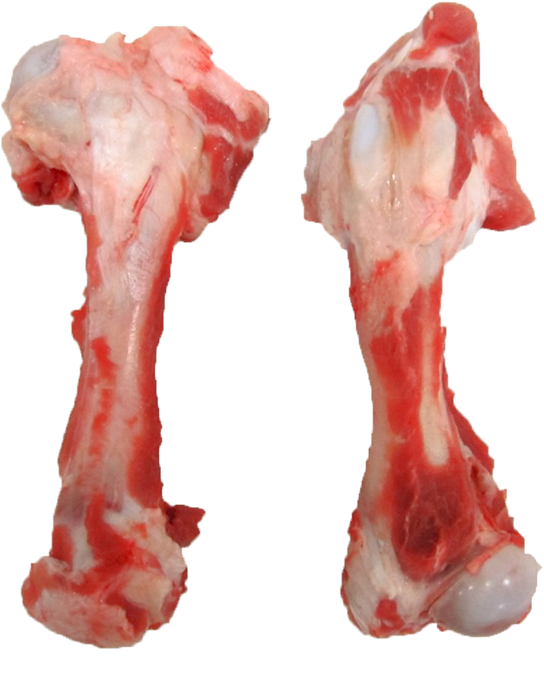 Lamb Bones - Bone - Free Transparent PNG Download - PNGkey