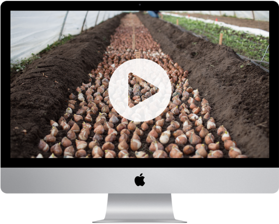 Download Cut Flower Garden Fall Mini Course - Imac 21.5 Inch Computer ...