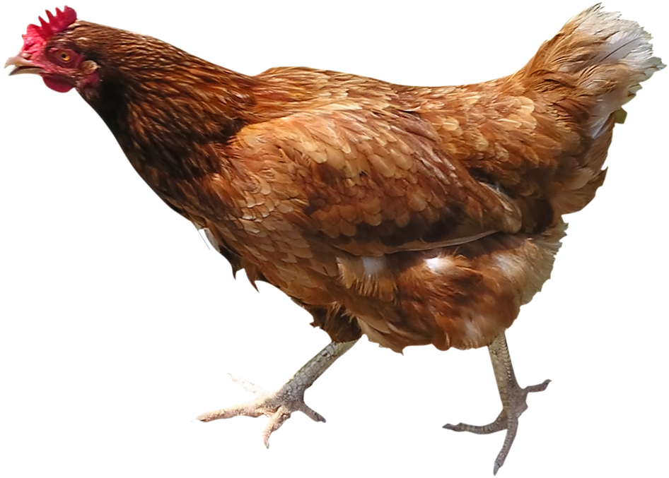 Hen Png Picture - Chicken Bird - Free Transparent PNG Download - PNGkey