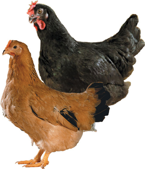 Download Breeder Hen Sa51 - Aviculture PNG Image with No Background ...