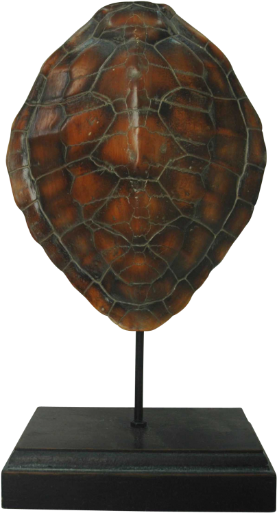 Download Decorative Sea Turtle Shell On Stand - Turtle Shell Display ...