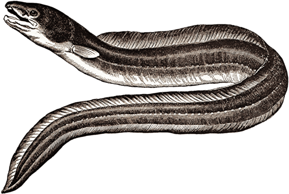 Download Eel PNG Image with No Background - PNGkey.com