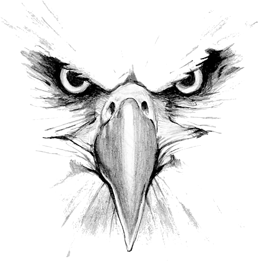 Picture - Drawing Of An Eagle Head - Free Transparent PNG Download - PNGkey