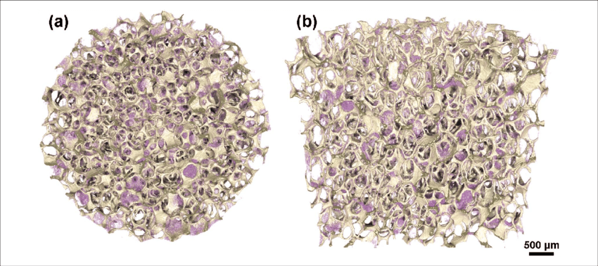 Download D Micro Computed Tomography Models Of Alginate Coated ...