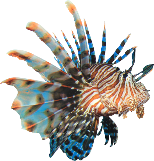 Download Lion-fish - Lionfish Png PNG Image with No Background - PNGkey.com