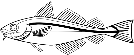 Download Download Black And White Clipart Fish - Cod Fish Black And ...