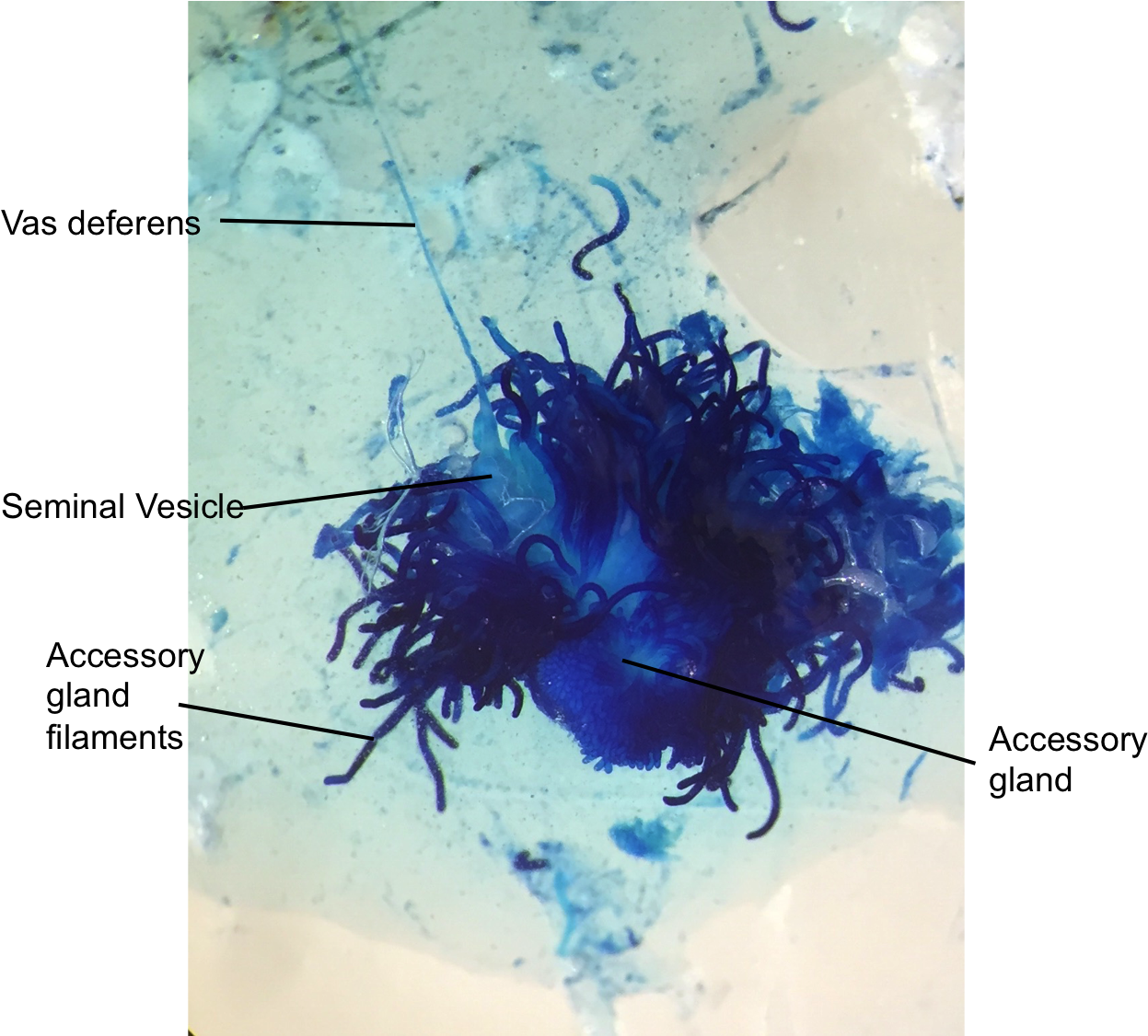 Download Female Cricket - - Visual Arts PNG Image with No Background ...