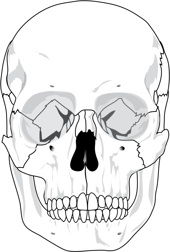 Download The Editing Of The Human Skull - Human Skull Blank Diagram PNG ...