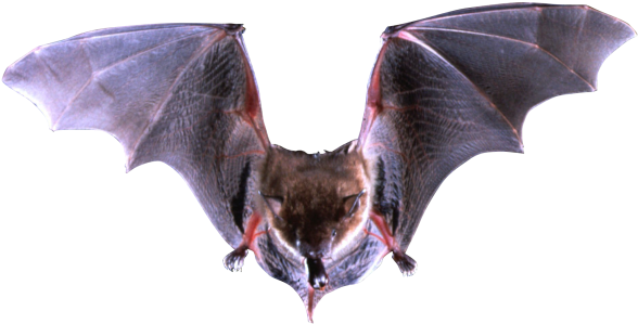 Download Bat Png Image Without Background - Big Brown Bat PNG Image ...