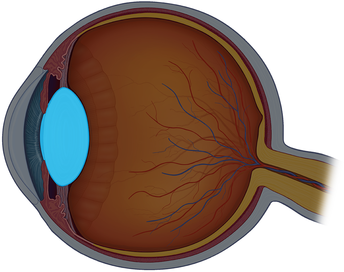 The Lens Is A Transparent Structure Inside The Eye - Eye Structure Png ...