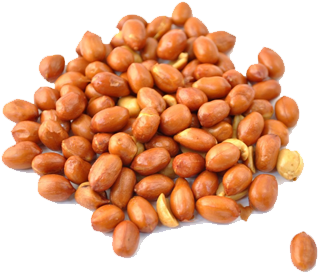Groundnut Kernels - Peanut - Free Transparent PNG Download - PNGkey