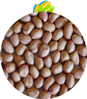 Download Groundnut / Peanut - Peanut PNG Image with No Background ...