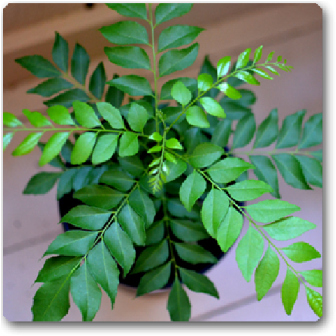 Download Curry Leaves Plant PNG Image with No Background - PNGkey.com