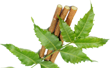 In The Heaven Of 'empyrean' Neem - Neem Png - Free Transparent PNG ...