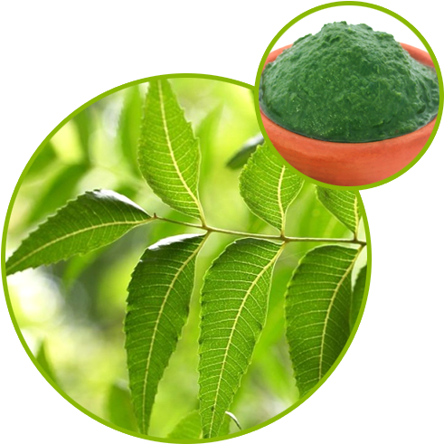 Download Neem Extract - Neem Tree PNG Image with No Background - PNGkey.com