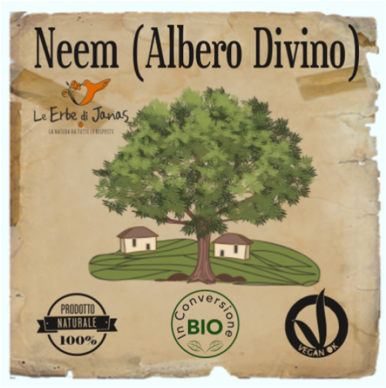 Download Le Erbe Di Janas - Neem (albero Divino) PNG Image with No ...