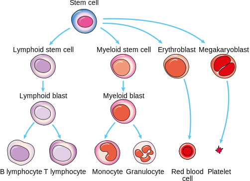 Diagram Showing How White Blood Cells Are Made - White Blood Cell ...