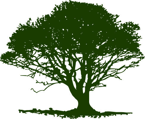 Single Dark Green Tree - Tree From The Left Side - Free Transparent PNG ...