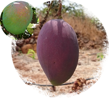 Download About Soofi Mangoes - Mango PNG Image with No Background ...
