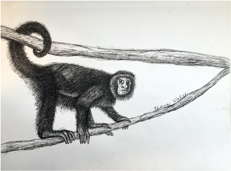 Download Monkey - Portable Network Graphics PNG Image with No ...