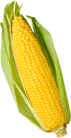 Single Corn - Corn Illustration - Free Transparent PNG Download - PNGkey