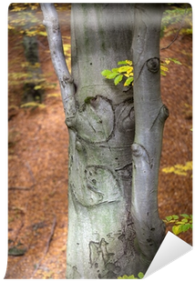 Download Silver-beech Tree Trunks Against The Dry Leaves Wall - Canoe ...